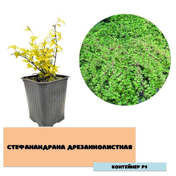 Стефанандра Надрезаннолистная - купить с доставкой по выгодным ценам в ...