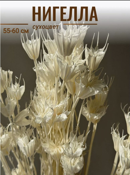 CRISPA FLOWERS Сухоцветы Нигелла, 60 см купить на OZON по низкой цене ...