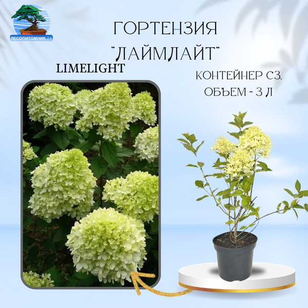 Гортензия метельчатая 'Limelight' (Лаймлайт), С3 - купить с доставкой ...