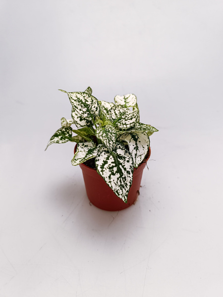 Hypoestes sp (гипоэстес сп) - купить с доставкой по выгодным ценам в ...