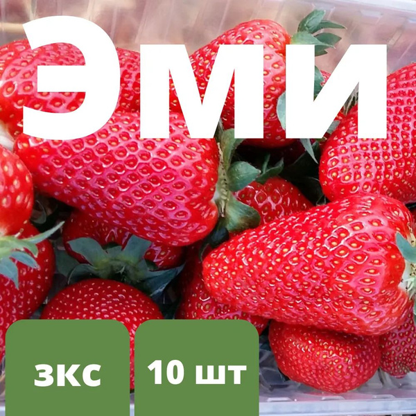 Земляника и клубника, Клубника Шебекинский район эмили12456 - купить по ...