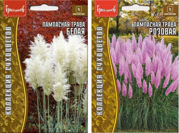 Кортадерия, Пампасная трава Григорьев Пампасная трава (кортадерия ...