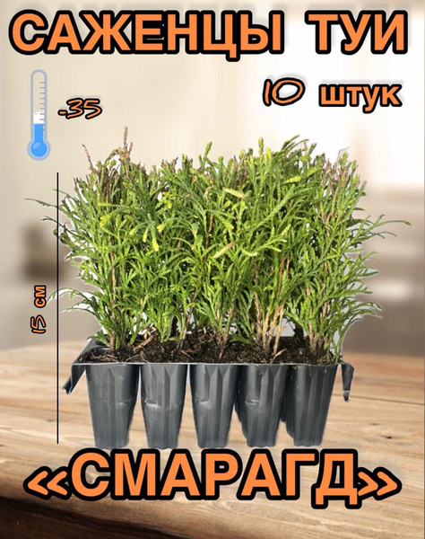 Саженцы западной ТУИ - СМАРАГД . 10 саженцев с закрытой корневой ...