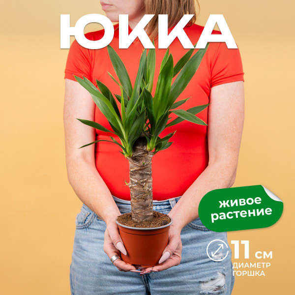 Юкка растение живое пальма 1 ствол высота 45 см дм 11 см купить на OZON ...