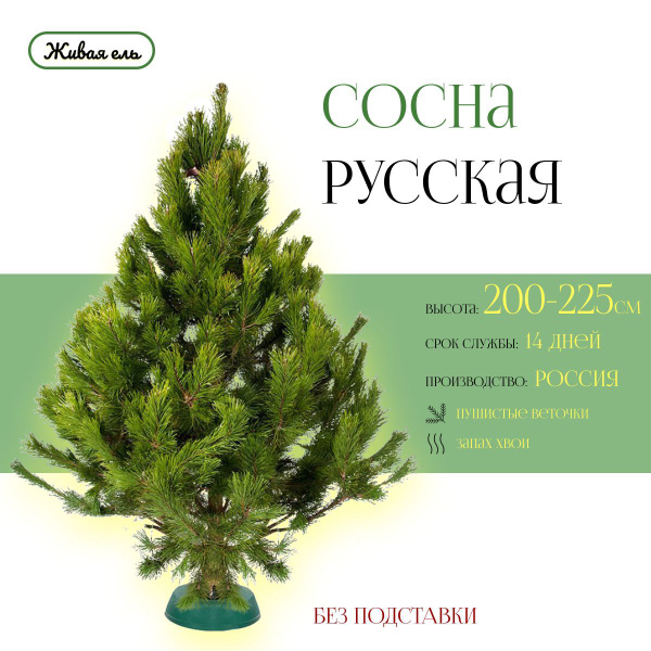 PREMIUM живая ёлка / Сосна Русская живая БЕЗ ПОДСТАВКИ 2-2.25м купить ...