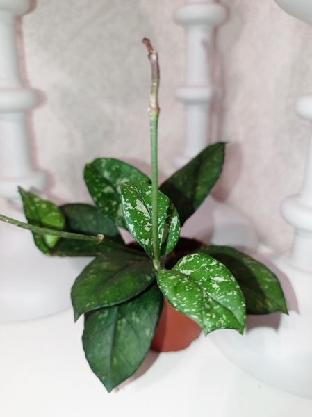 Характеристики Хойя Крассиопетиолата Сплэш Раунд Лиф (Hoya ...