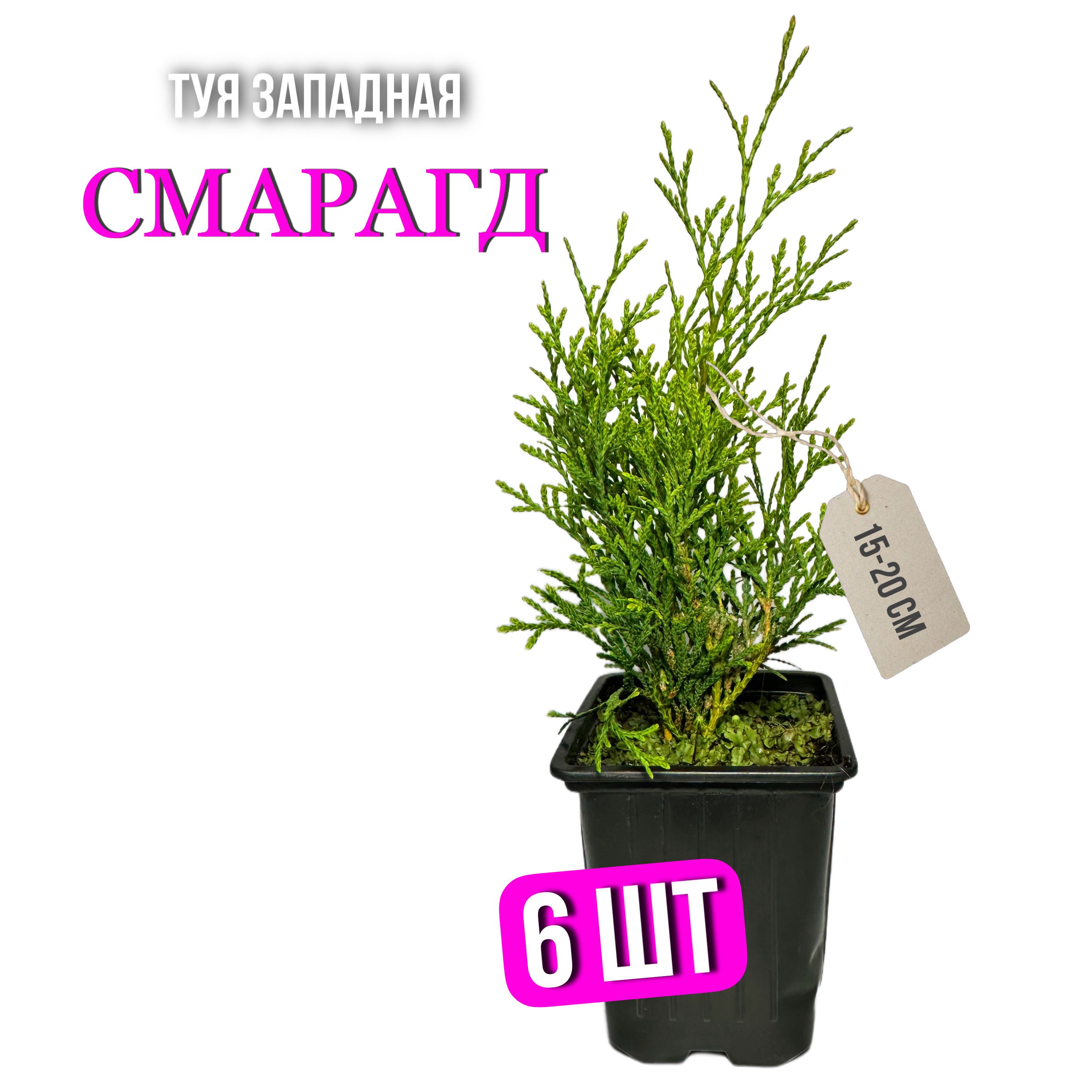 Саженцы деревьев купить на OZON по низкой цене
