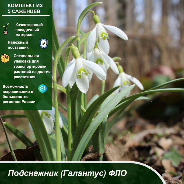Комплект 5шт / Подснежник (Галантус) ФЛО - купить с доставкой по ...