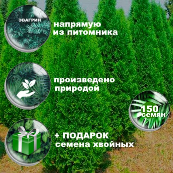 Туи Туя западная Колумна (семена) - купить по выгодным ценам в интернет ...