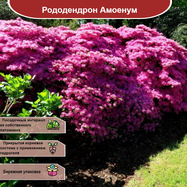 Рододендрон Амоенум - купить с доставкой по выгодным ценам в интернет ...