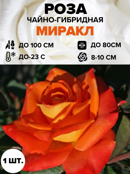 Роза Миракл саженец 1шт. купить на OZON по низкой цене (1419705165)