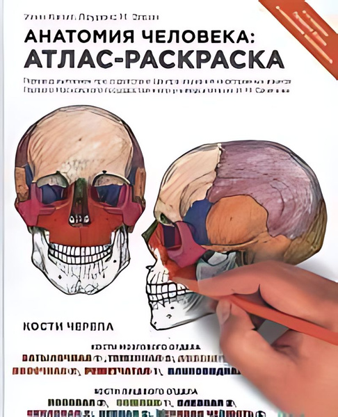 Анатомия человека : атлас-раскраска - купить с доставкой по выгодным ...