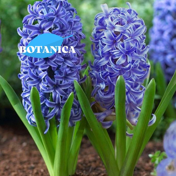 Луковицы Гиацинт BOTANICA-garden купить по выгодной цене в интернет ...