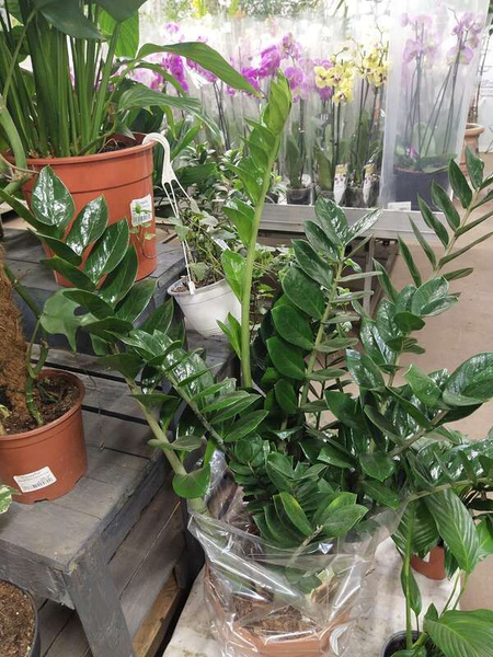 Комнатные растения Mayflor - купить по выгодной цене в интернет ...