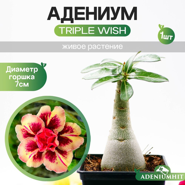 Адениум ADENIUMHIT Triple Wish, 7 дм - купить по выгодной цене в ...