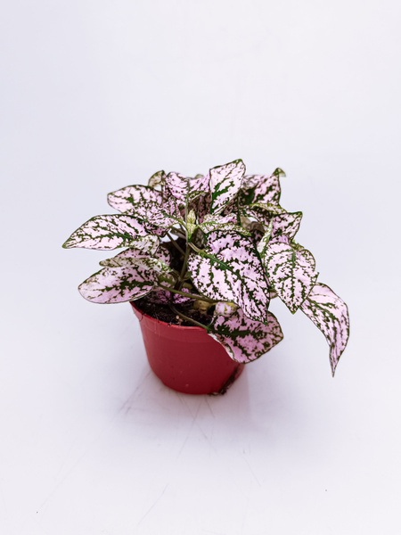 Hypoestes sp (гипоэстес сп) - купить с доставкой по выгодным ценам в ...