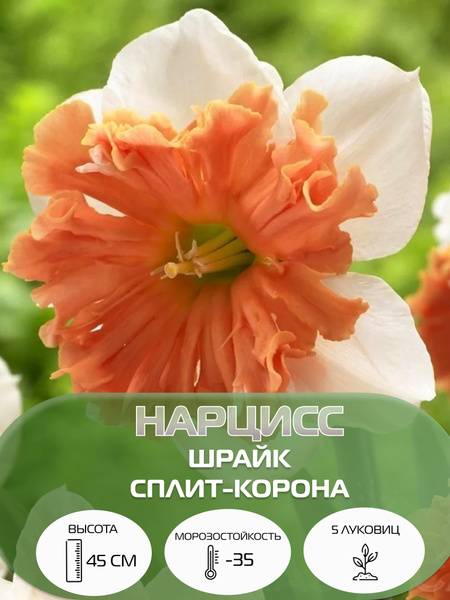 Нарцисс нарцисс - купить по выгодным ценам в интернет-магазине OZON ...