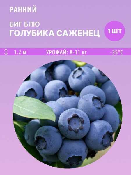 Голубика голубика - купить по выгодным ценам в интернет-магазине OZON ...
