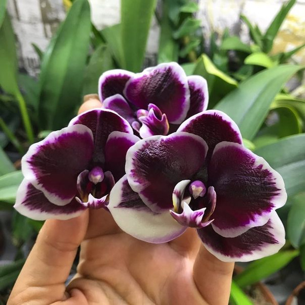 орхидея Phal. Ever Spring Prince 'Star #6' НЕ ЦВЕТЕТ 2,5 купить на OZON ...