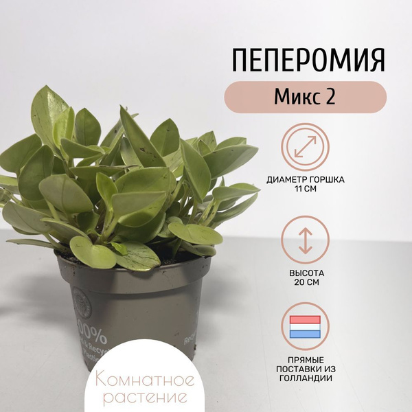 Пеперомия Микс купить на OZON по низкой цене (1757617008)