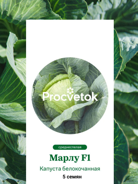 Procvetok Брокколи Гераклион F1 - купить по выгодным ценам в интернет-магазине OZON (1984756351)