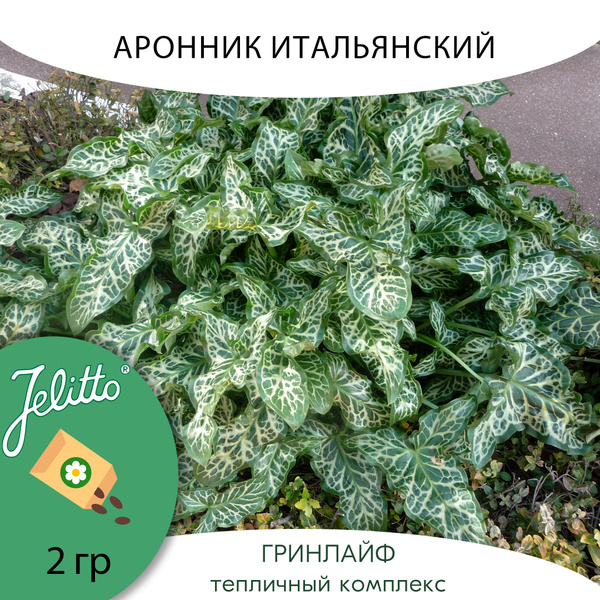 Jelitto Аронник_AA936, 2 г - купить по выгодным ценам в интернет ...