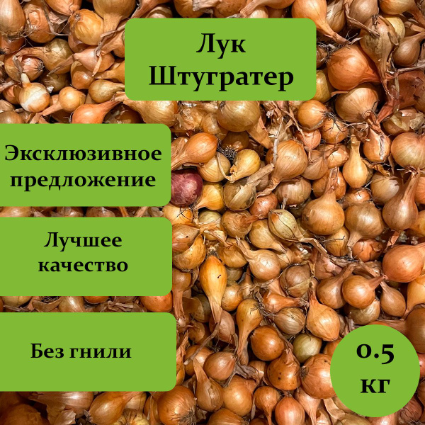 Луковицы Лук, Лук севок купить по выгодной цене в интернет-магазине ...