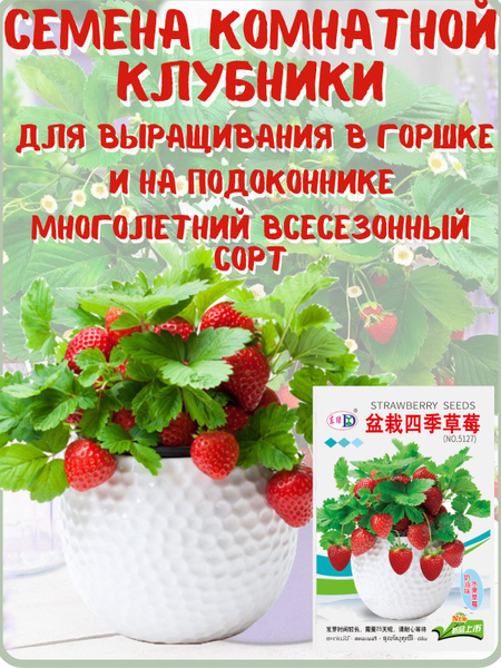 СЕМЕНА клубники - купить по выгодным ценам в интернет-магазине OZON ...