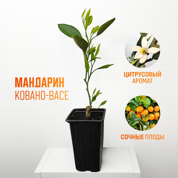 Мандарин Ковано Васе - купить с доставкой по выгодным ценам в интернет ...