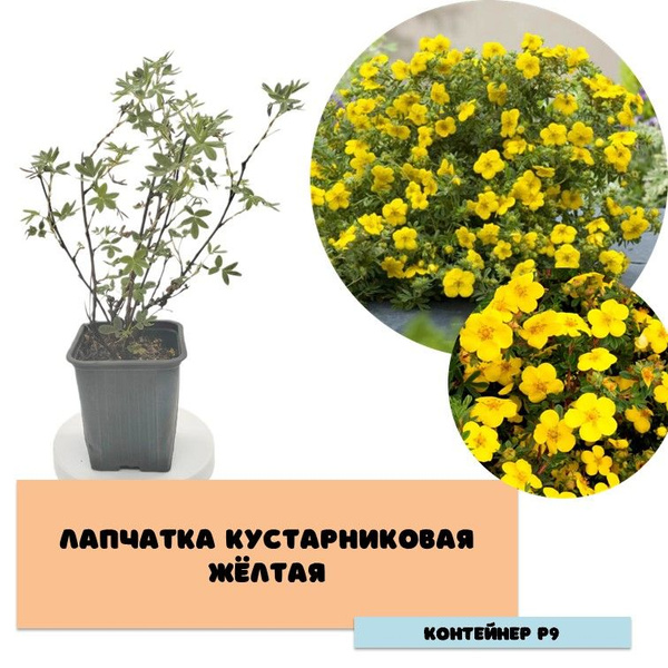 Лапчатка кустарниковая желтая - купить с доставкой по выгодным ценам в ...