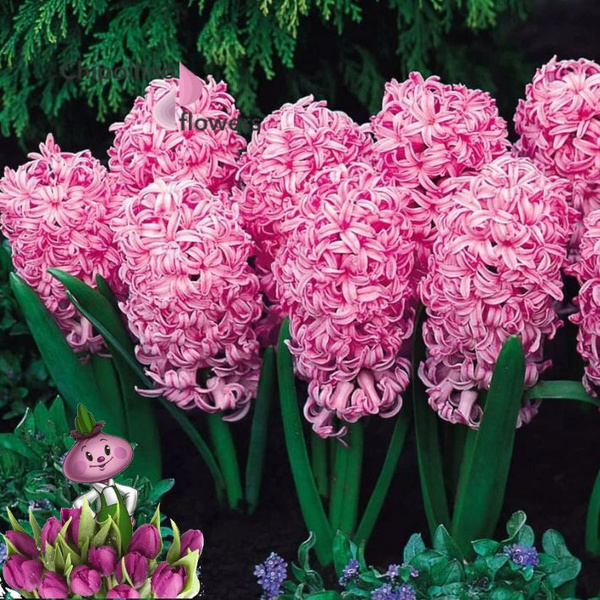 Гиацинт PINK SURPRISE (4 луковицы) купить на OZON по низкой цене ...