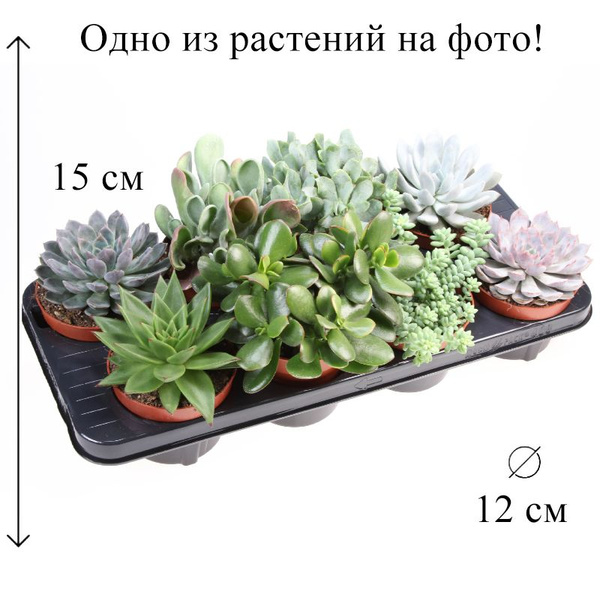Суккулент МИКС 12 СМ, 12 дм, 1 шт - купить по выгодной цене в интернет ...