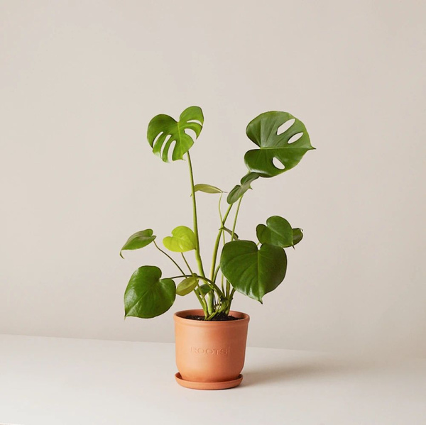 Монстера Делициоза d12 купить на OZON по низкой цене (1768208657)