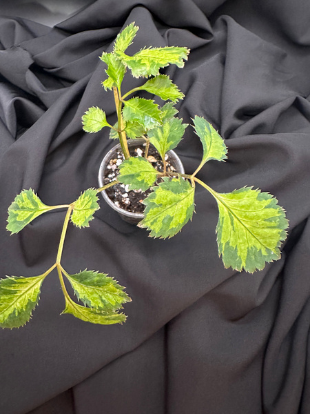 Полисциас, цвет Полисциас метельчатый - Polyscias paniculata, 5 см, 1 ...