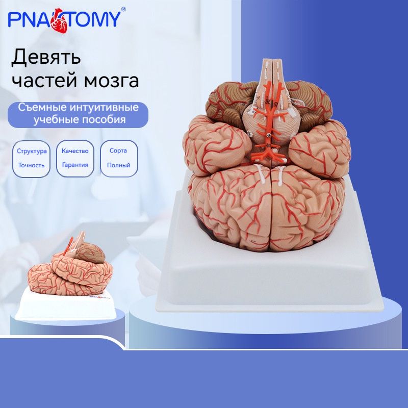 Модель Головного Мозга – купить в интернет-магазине OZON по низкой цене