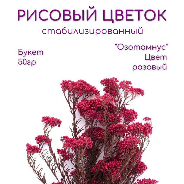 Стабилизированные цветы Verdissimo Озотамнус, 60 см, 50 гр купить по ...