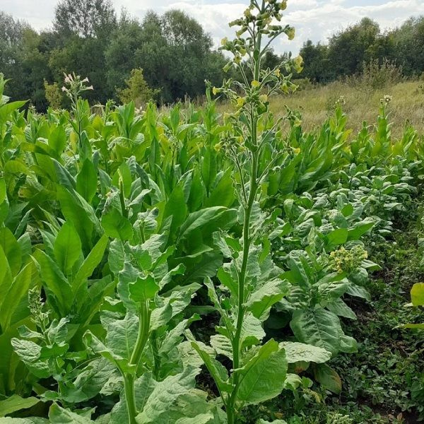 Табак душистый Deodar SEEDS COMPANY махорка - купить по выгодным ценам ...