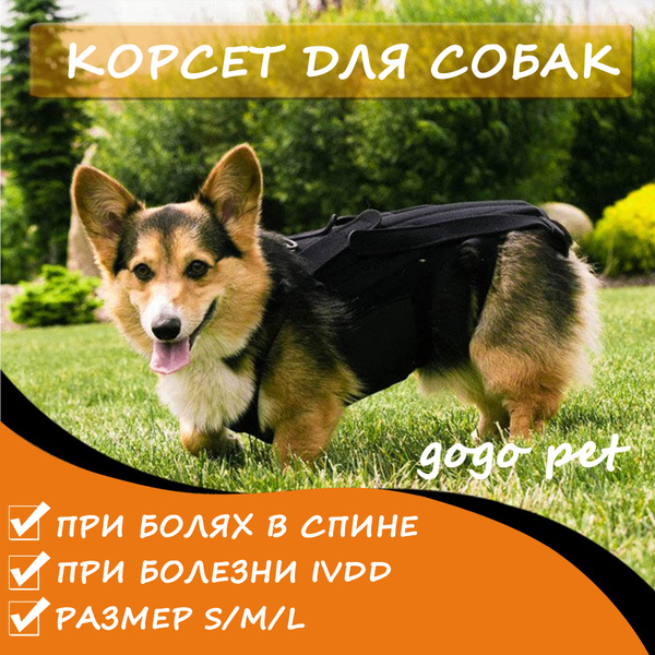 Корсет для спины собаки при болезни межпозвоночных дисков (IVDD ...