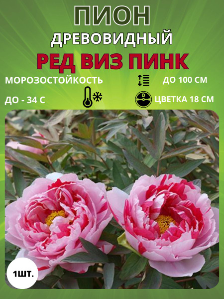 Пион, корень саженец для посадки купить на OZON по низкой цене (1492893625)