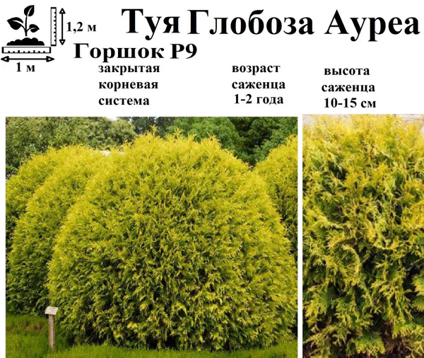 Туя Глобоза Ауреа Р9 - купить с доставкой по выгодным ценам в интернет ...