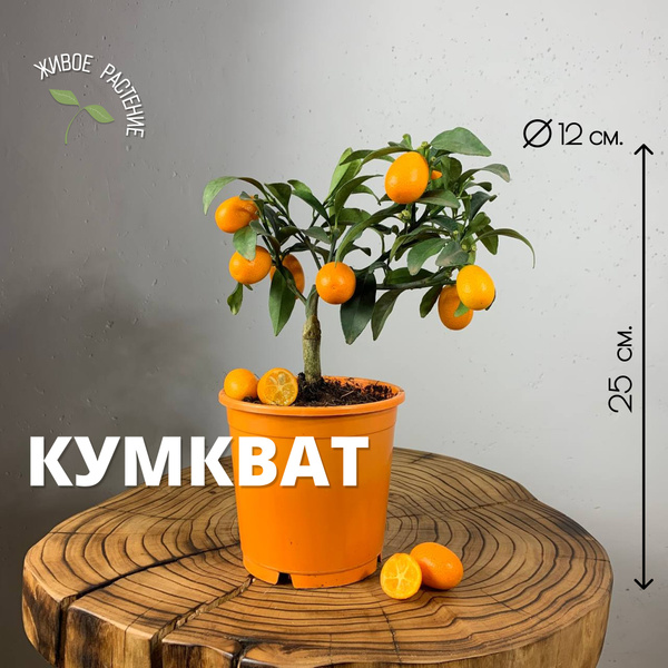 Цитрус, Цитрофортунелла Plants Bel House Кумкват дерево d-12, 12 дм, 1 ...