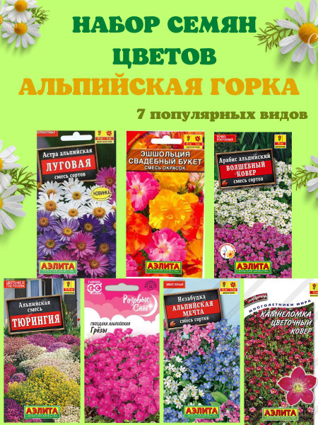 Многолетники для альпийской горки, Астры многолетние Аэлита Цветы/сем ...