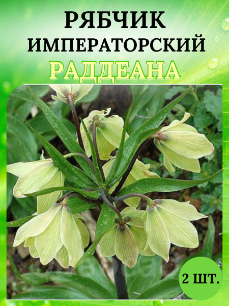 Луковицы Рябчик Magic Garden купить по выгодной цене в интернет ...