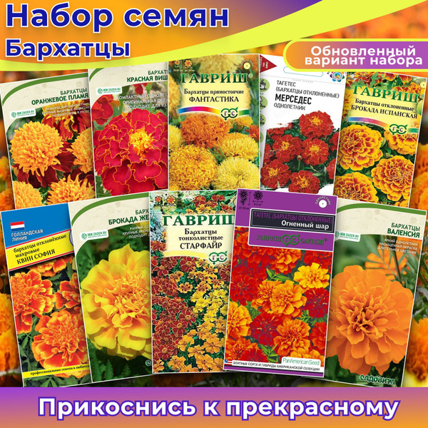 Бархатцы Цветы_3_желтый_оранжевый - купить по выгодным ценам в интернет ...