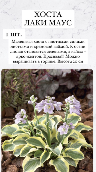 Хосты Хосточкааа_Лаки Маус - купить по выгодным ценам в интернет ...