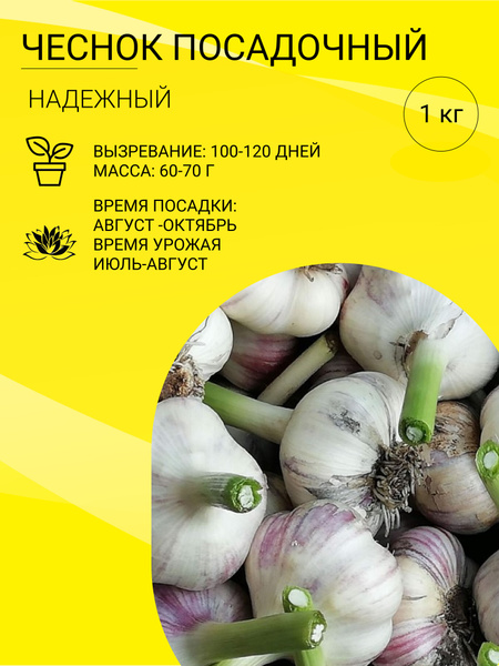 Чеснок Чеснок на посадку 1 кг - купить по выгодным ценам в интернет ...
