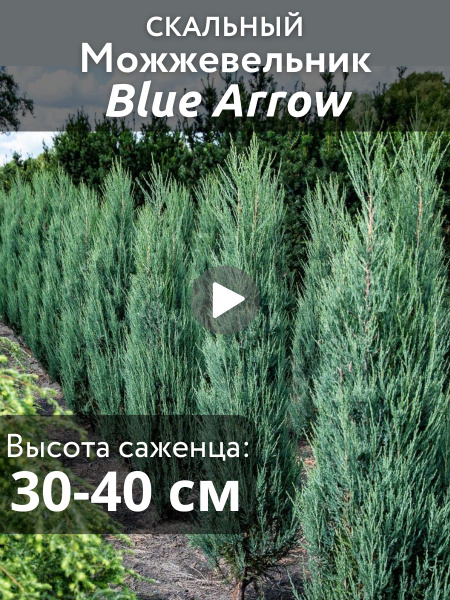 Можжевельник Можжевельник_зеленый - купить по выгодным ценам в интернет ...