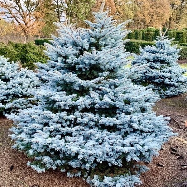 Ель Глаука Глобоза (Glauca Globosa) - купить с доставкой по выгодным ...