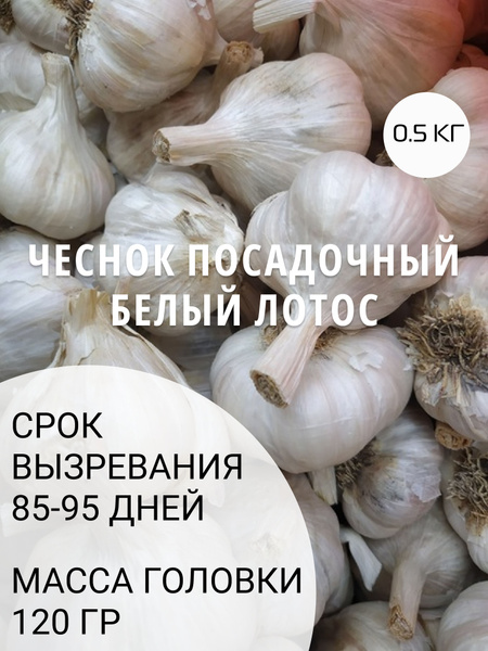 Чеснок чеснок0.5 - купить по выгодным ценам в интернет-магазине OZON ...