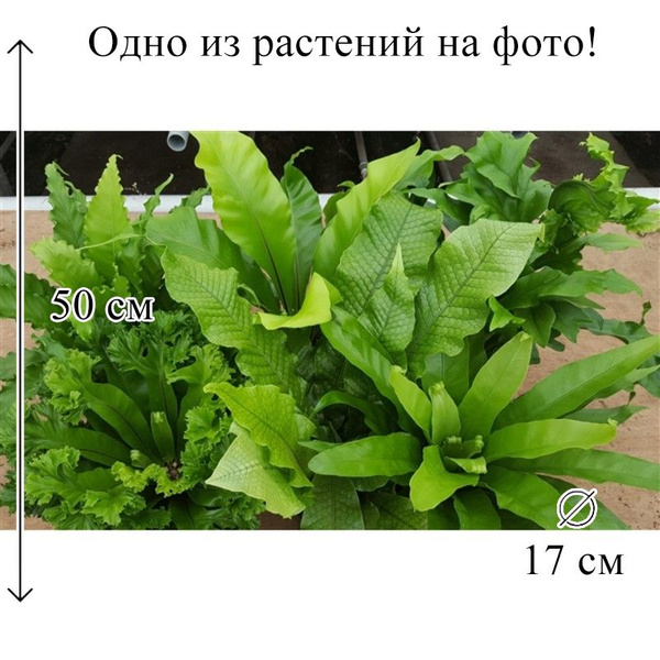 Асплениум, Папоротник микс 17/50, 17 дм, 1 шт - купить по выгодной цене ...